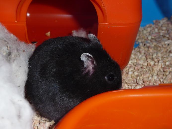 Release - Criceti Di Tutti i Tipi e cucciolate | Sciax2.it